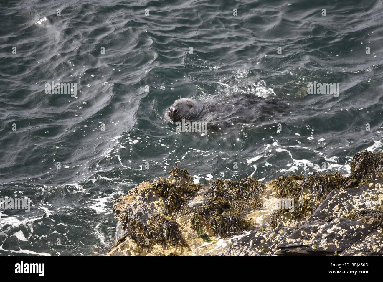 Grey Seal (Halichoerus grypus) Swimming in from Right, Head Out of ...