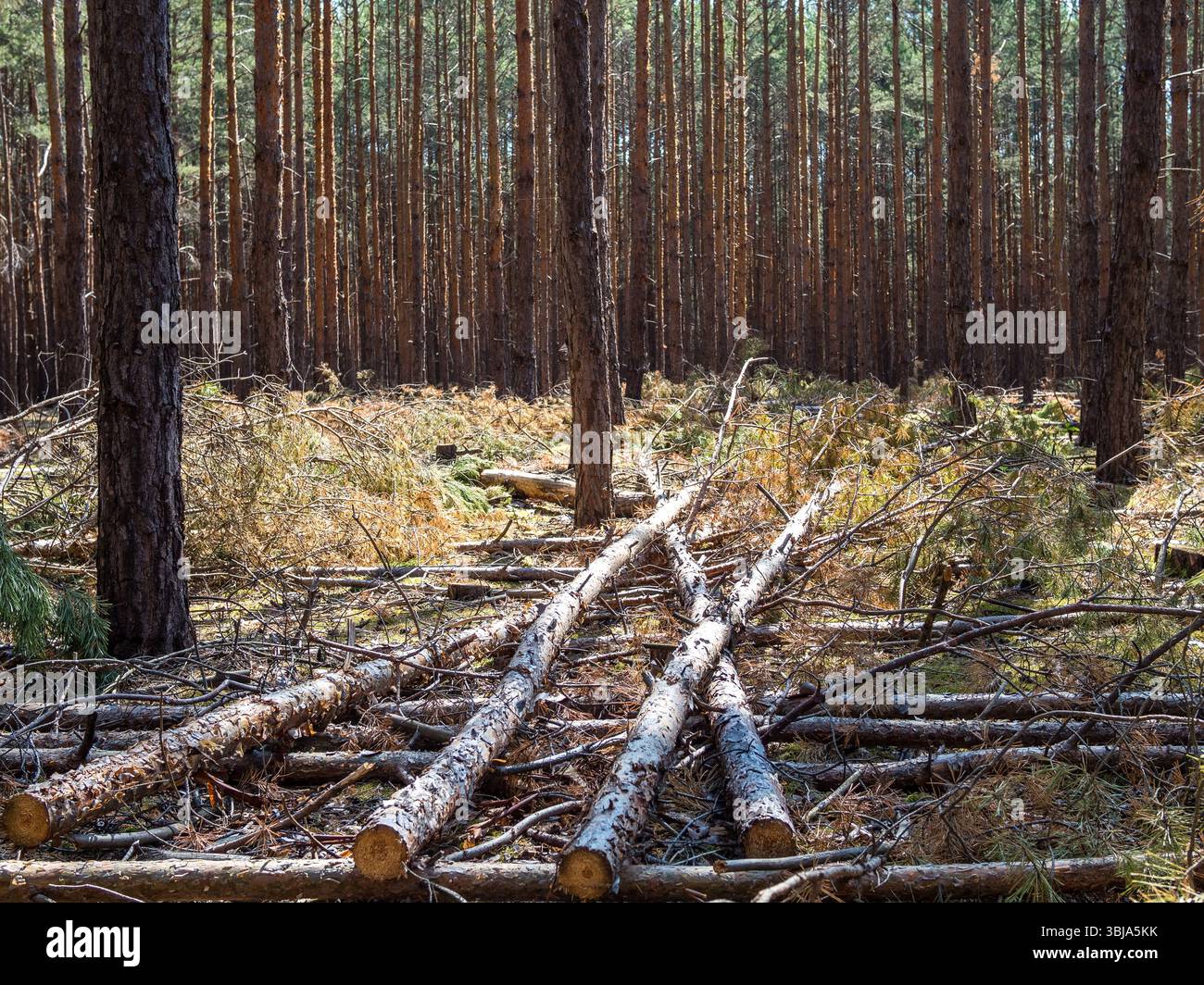 Leuthen, Germany. 14th June, 2025. Dry cut wood lies together with dry ...
