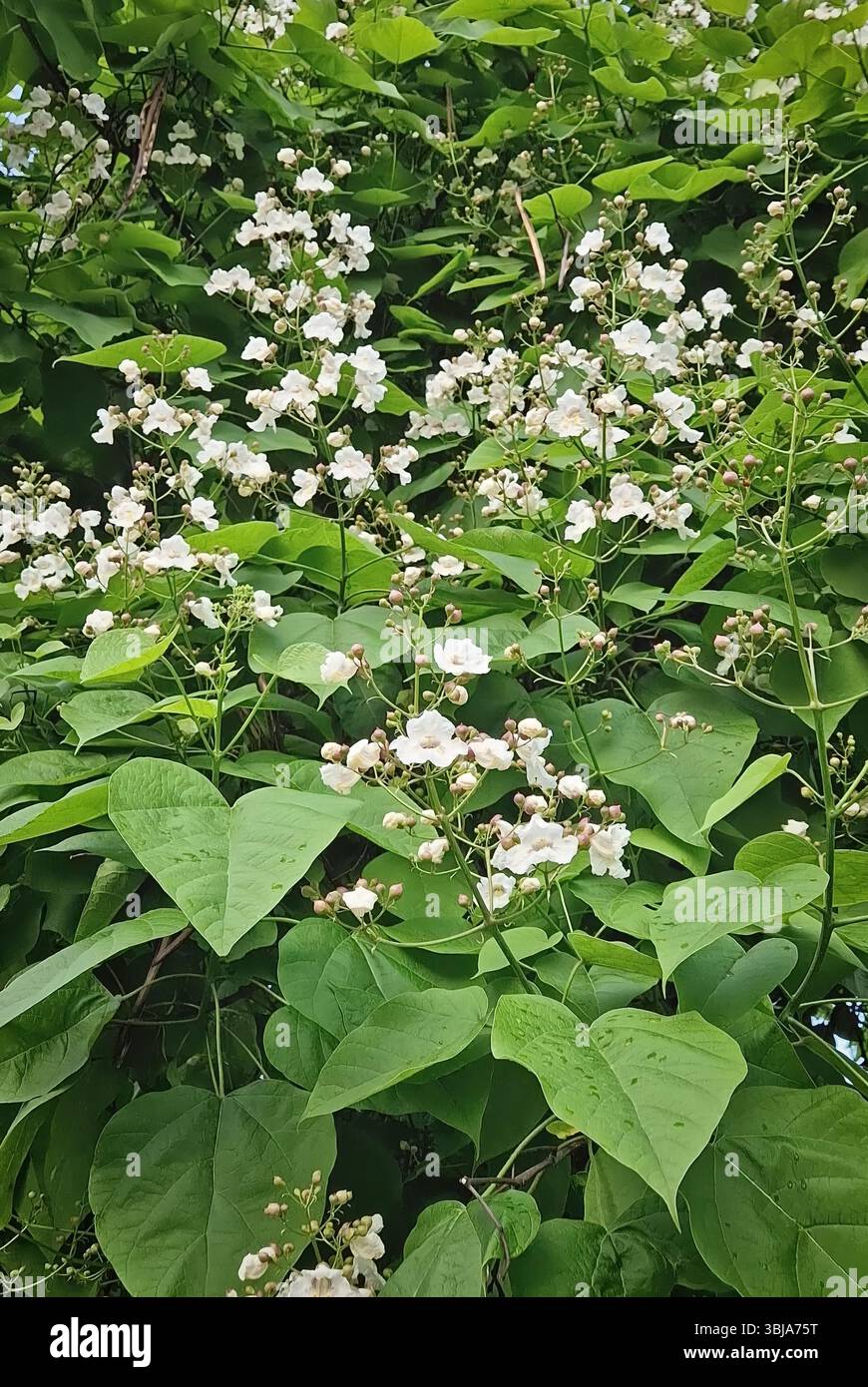 Catalpa tree laden with clusters of white, bell shaped flowers and ...