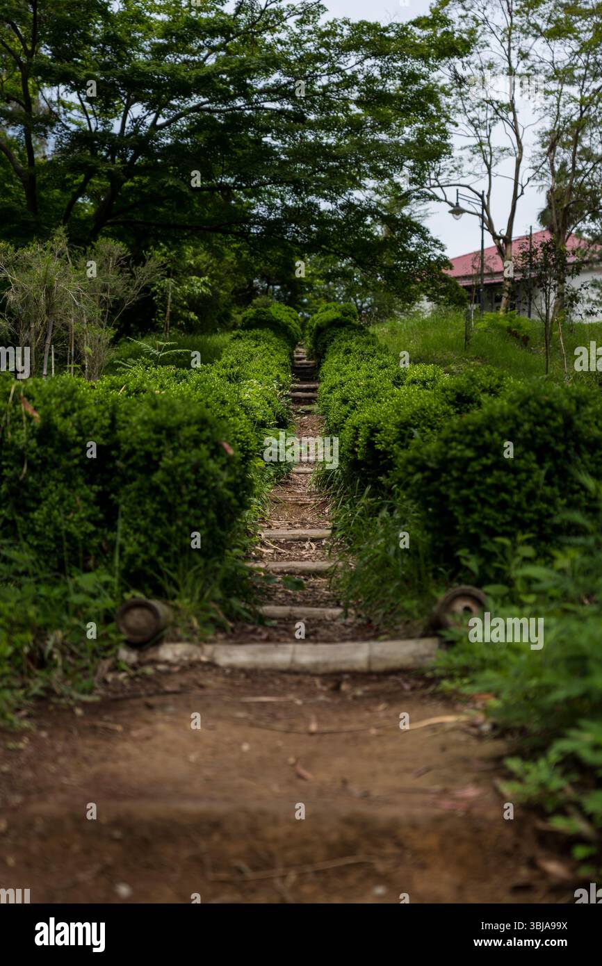 Steps up between the bushes in the Botanical Garden Georgia Stock Photo ...