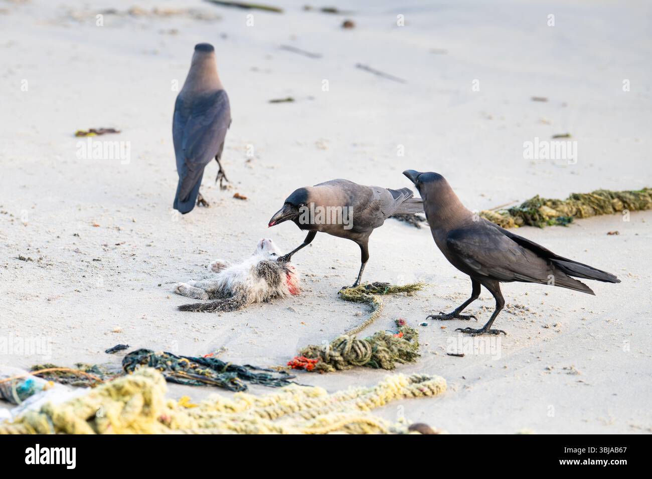 Black Raven Or Crow Bird Is Eating A Dead Cat On The Beach, Carcass ...