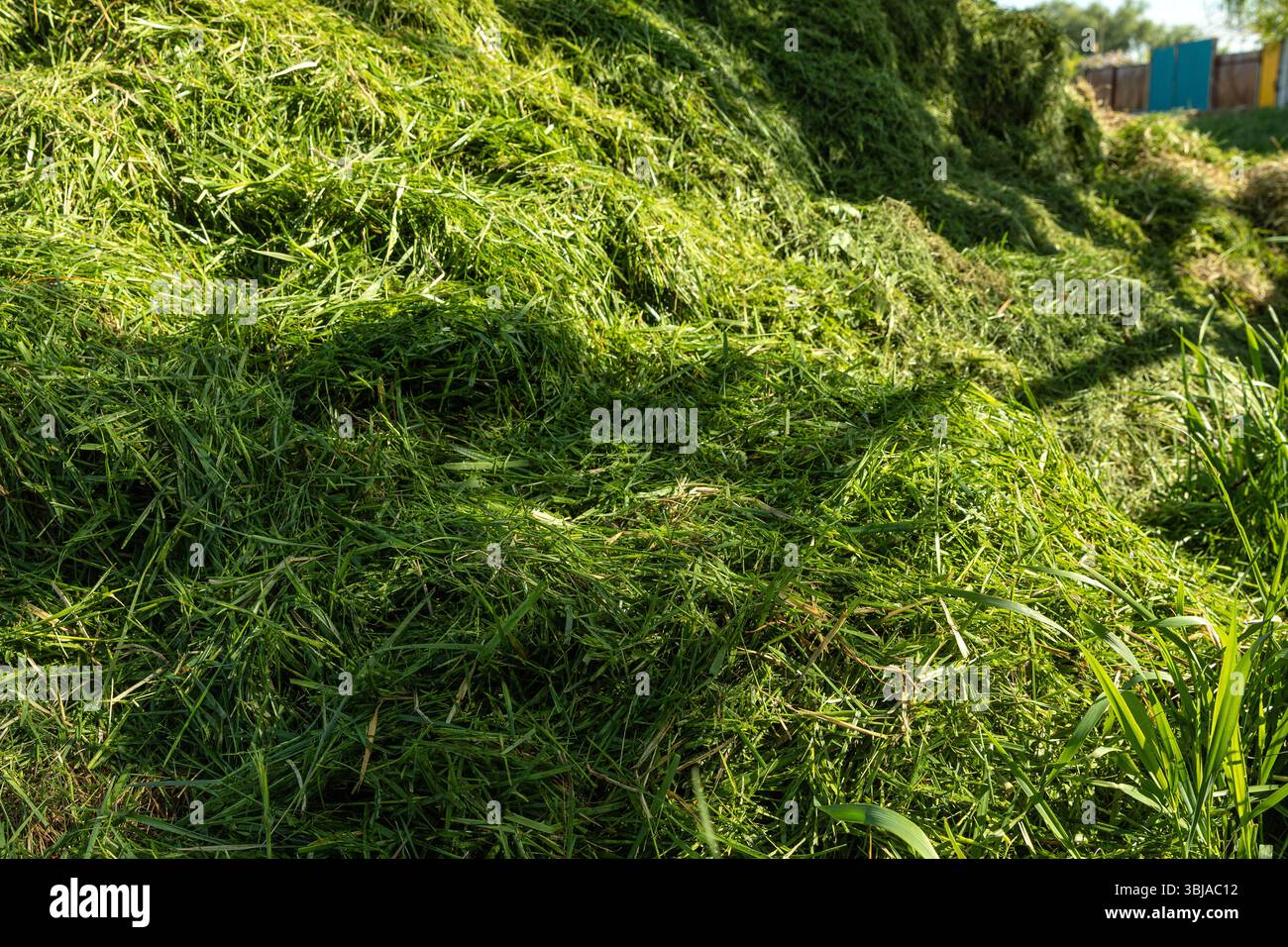 Huge mound of freshly mowed grass in a backyard. Eco-friendly garden ...