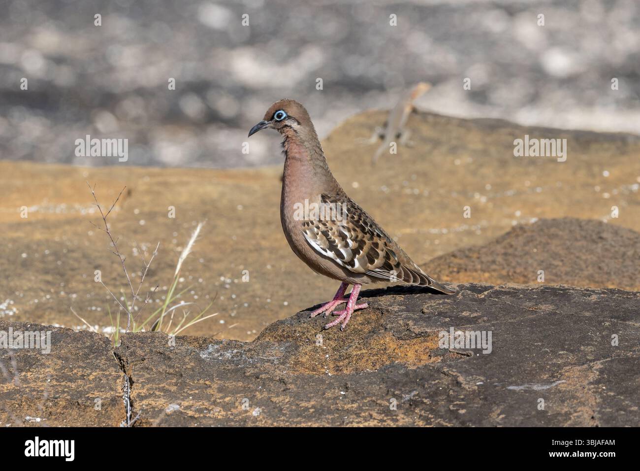 Galápagos Dove (Zenaida galapagoensis). Adult bird at Puerto Egas ...