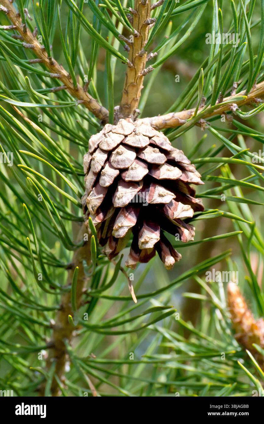 Scot's Pine (pinus sylvestris), close up of a mature pine cone hanging ...