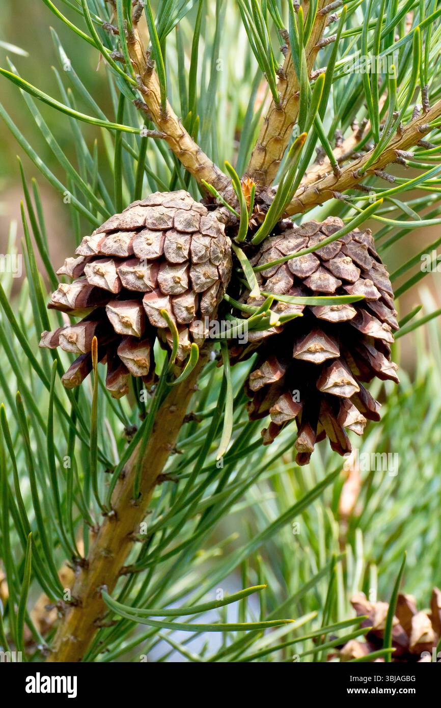 Scot's Pine (pinus sylvestris), close up of two mature pine cones ...