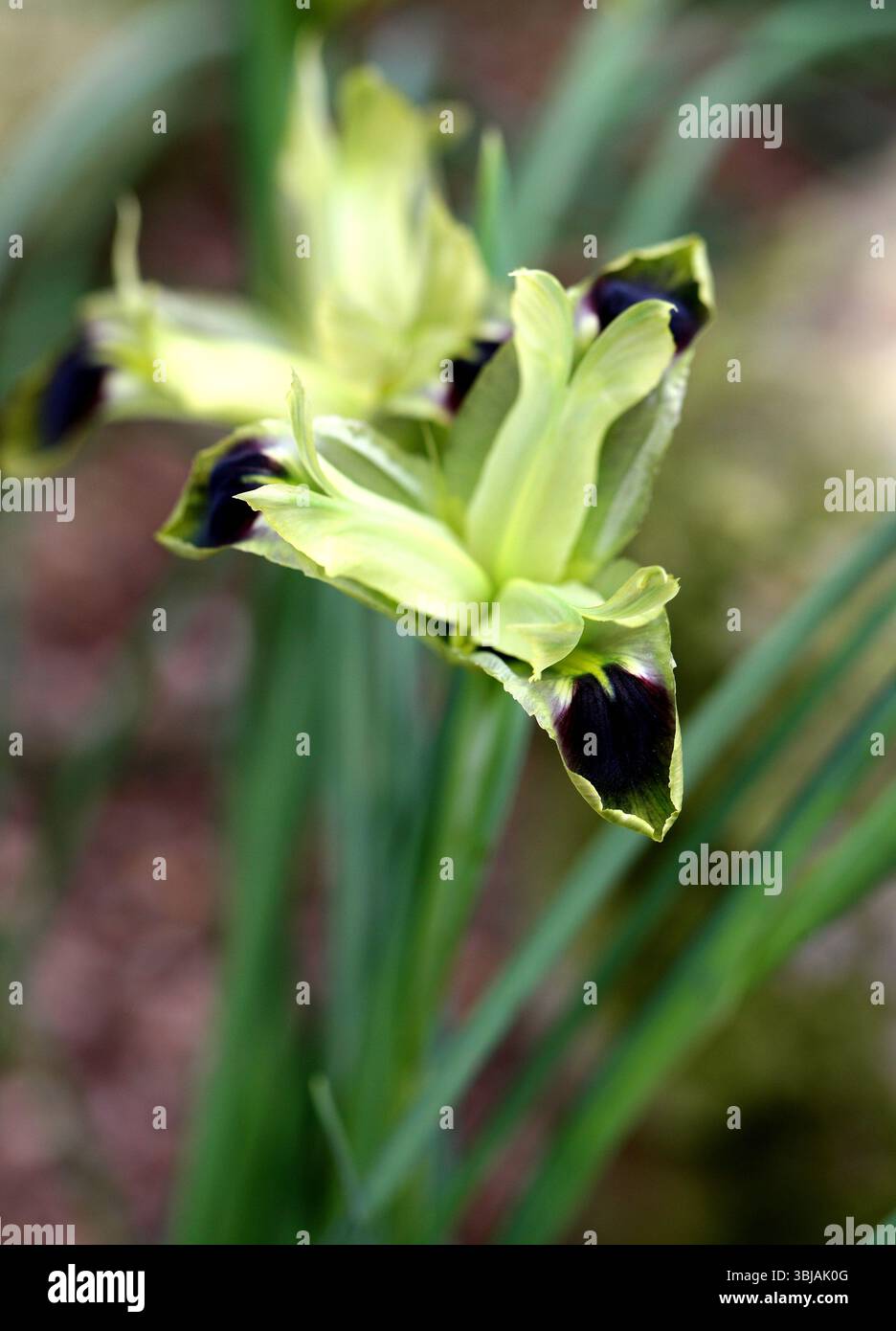 Snake's-head, Snake's-head Iris, Widow Iris, Black Iris, or Velvet ...