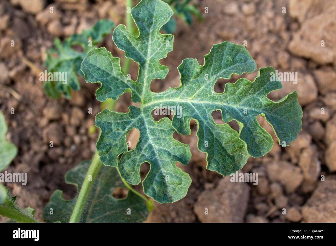 Green watermelon leaf close up Stock Photo - Alamy