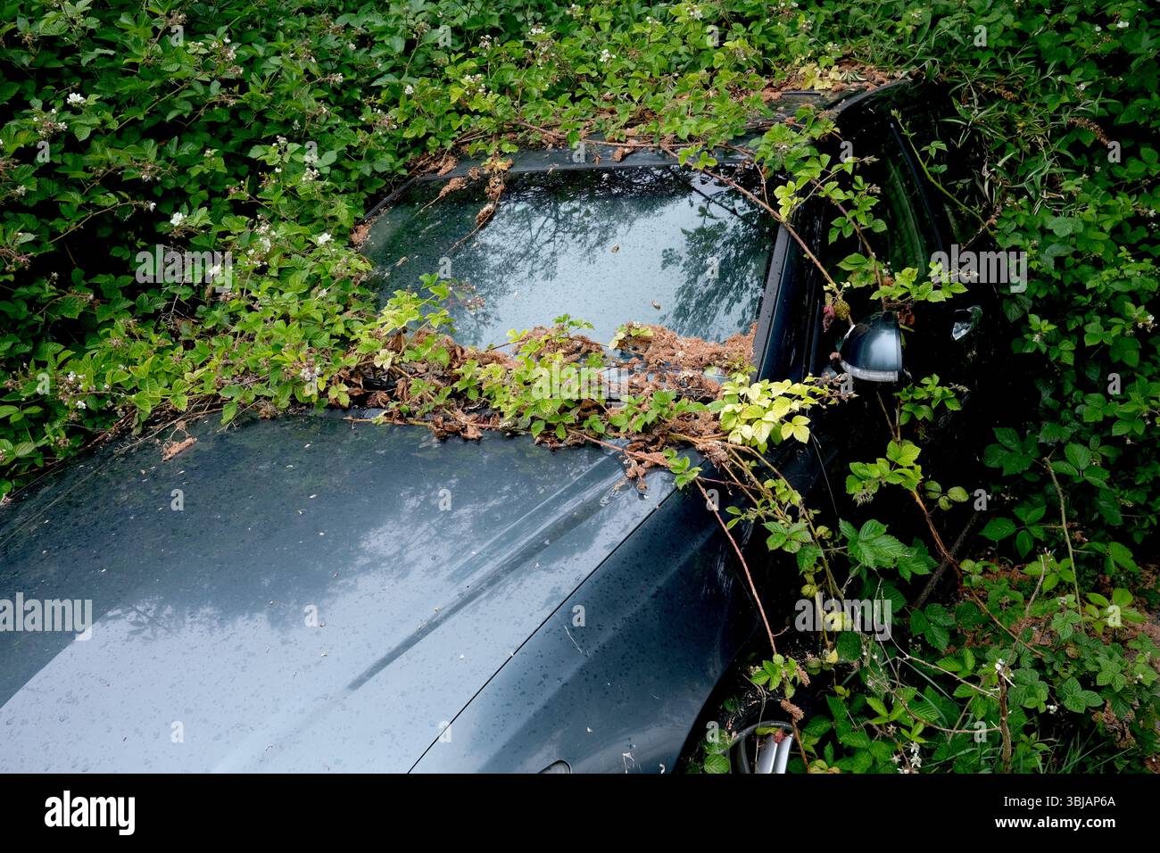 Abandoned car overgrown with vegetation Britain, Uk Stock Photo - Alamy