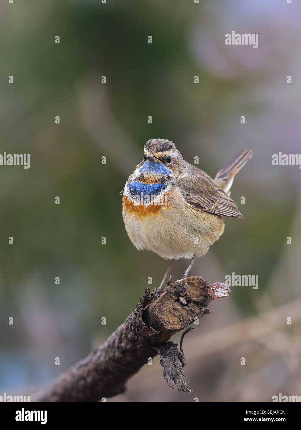 Bluethroat is a small passerine bird, It is a migratory insectivorous ...