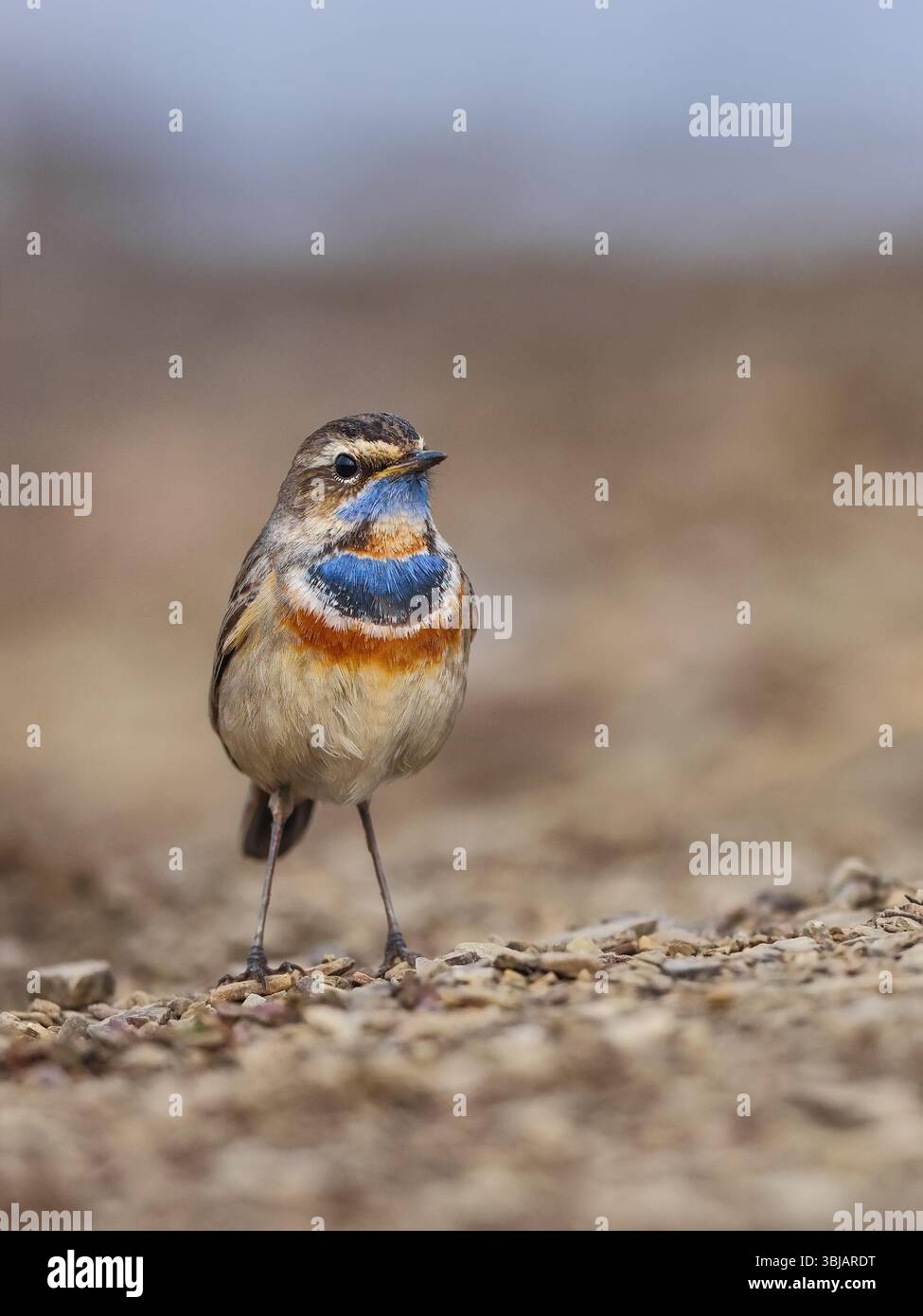 Bluethroat is a small passerine bird, It is a migratory insectivorous ...