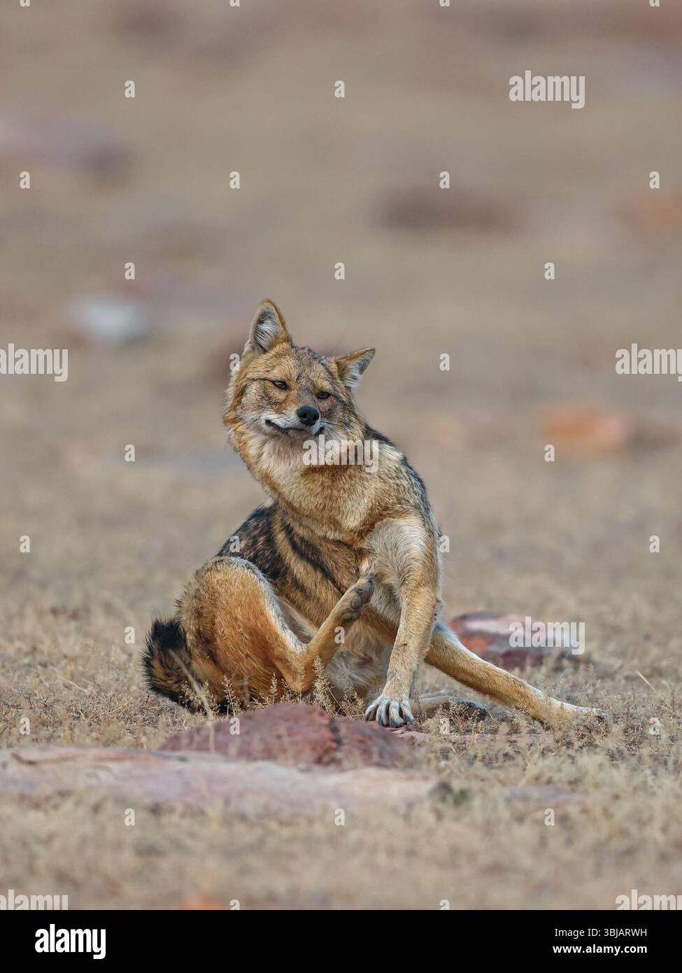 Indian Jackal - The Indian jackal, also known as the Himalayan jackal ...