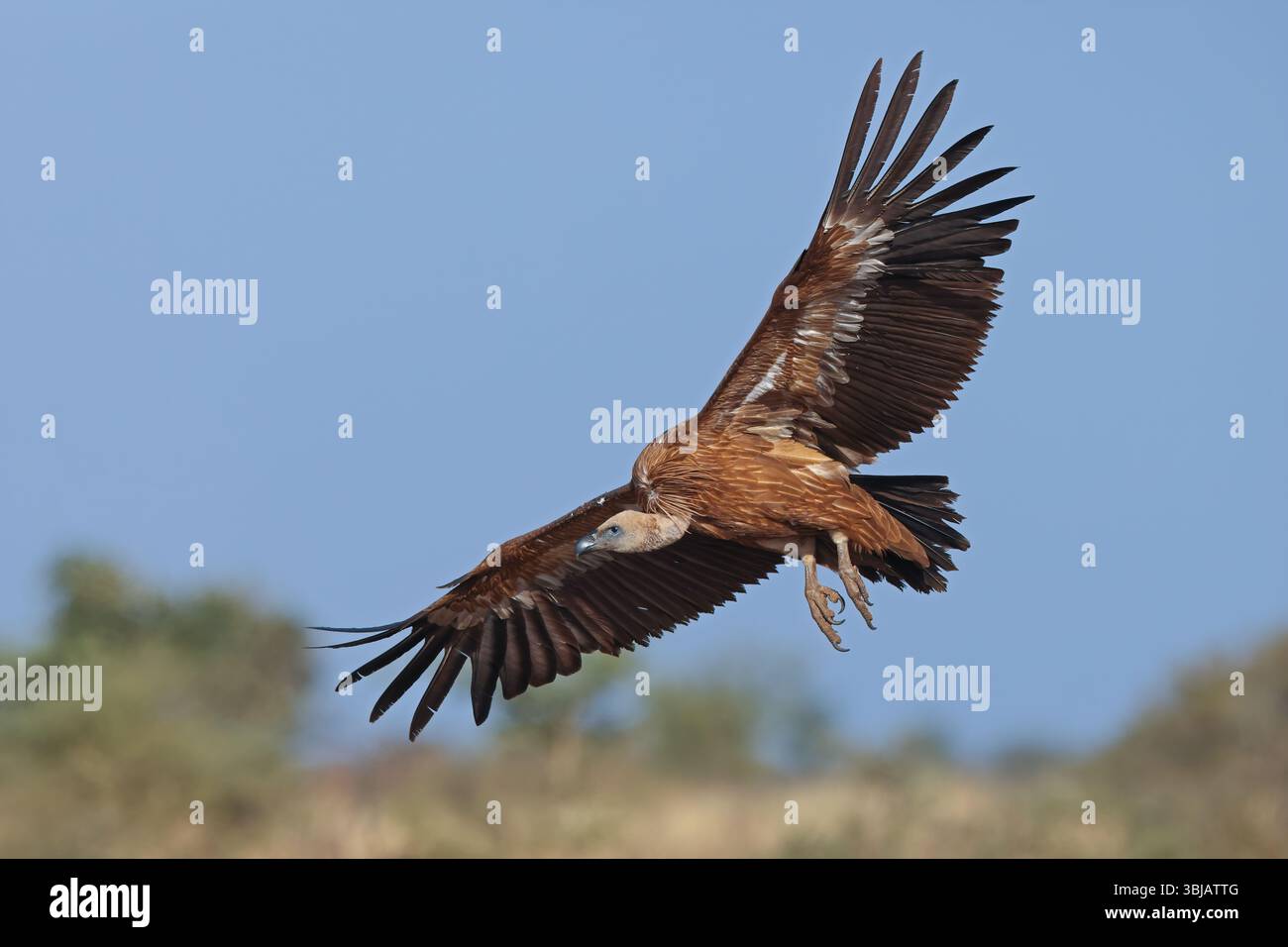Eurasian Griffon Vulture (Gyps fulvus) is a large Old World vulture in ...