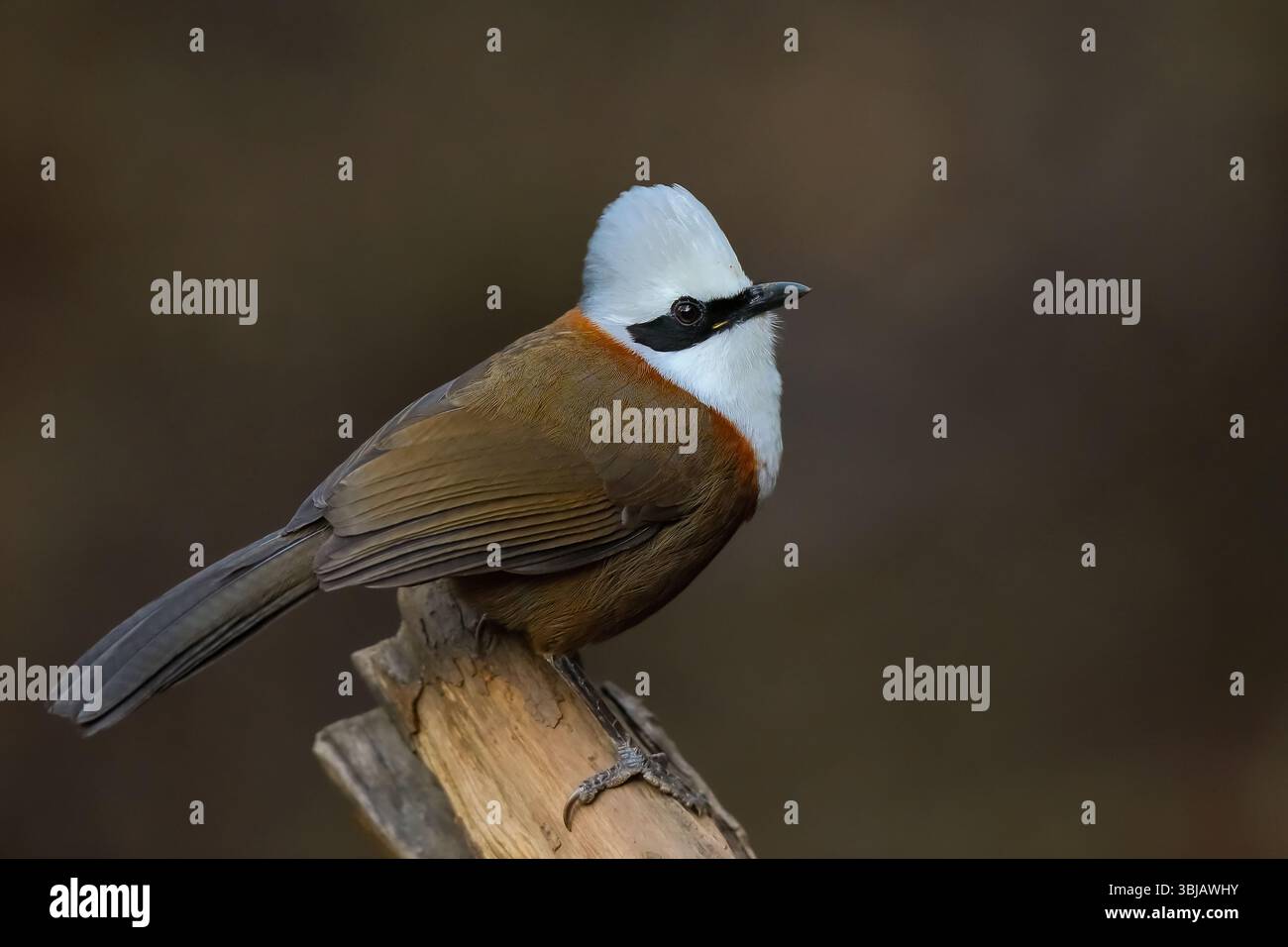 Vocal laughingthrush himalayas hi-res stock photography and images - Alamy