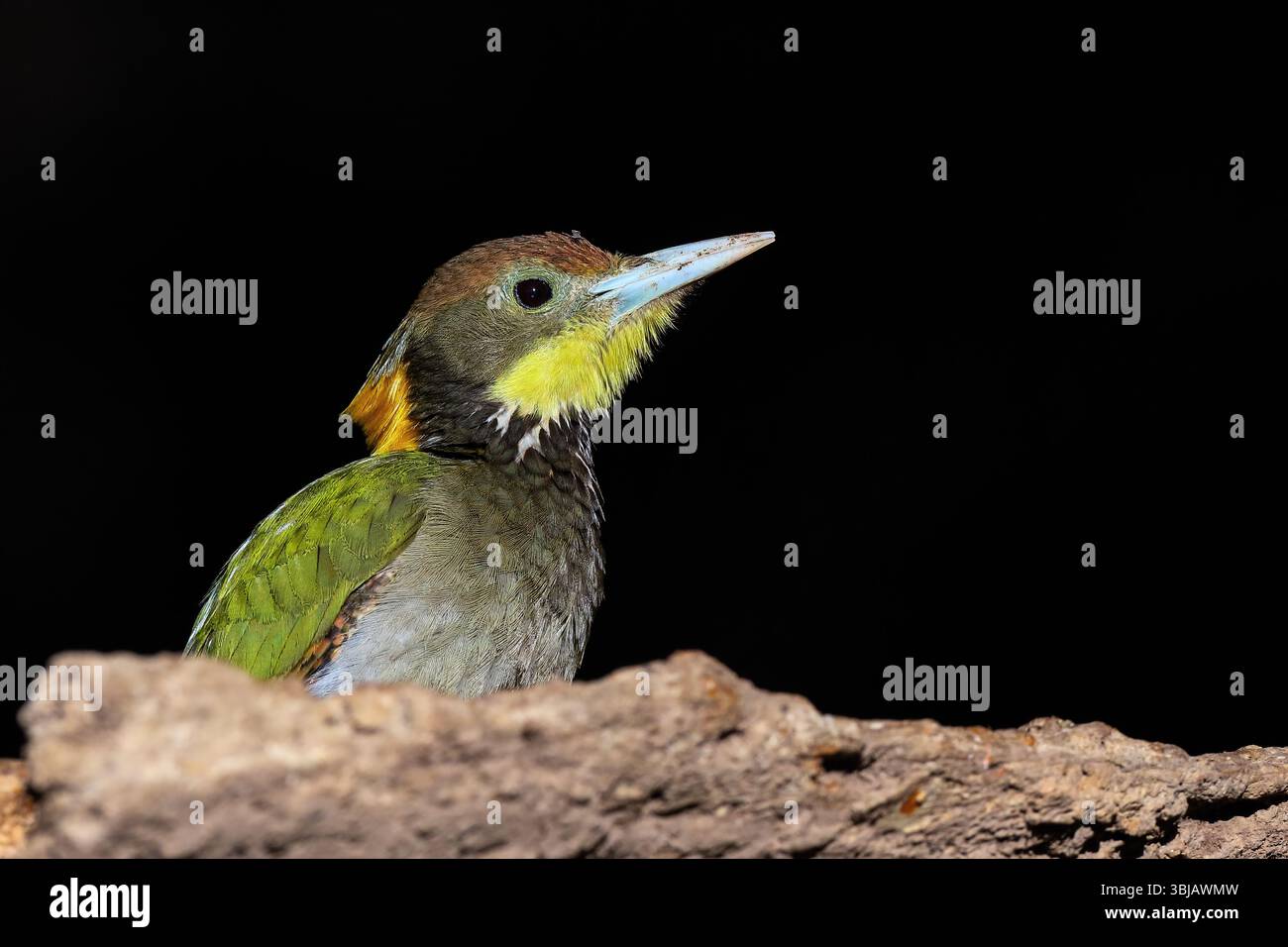 The lesser Yellownape is a woodpecker which is a widespread and common ...