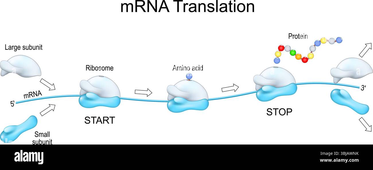 Ribosome, and mRNA Translation. Process of protein synthesis. Detailed ...