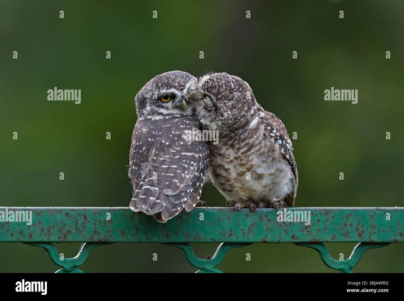 Spotted Owlet- A small owl which breeds in Asia from North to Southeast ...
