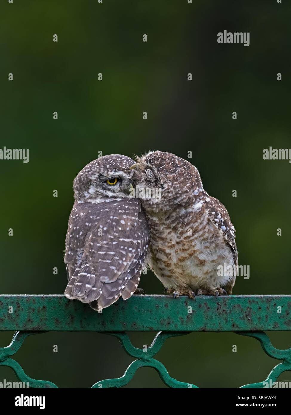Spotted Owlet- A small owl which breeds in Asia from North to Southeast ...