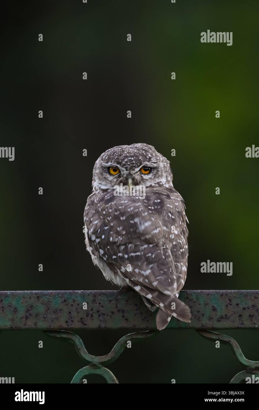 Spotted Owlet- A small owl which breeds in Asia from North to Southeast ...