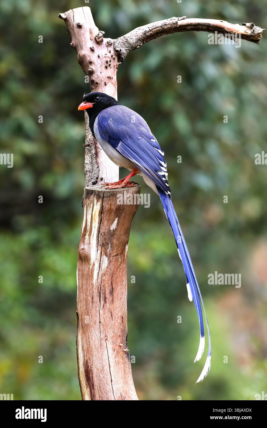 Red-billed Blue Magpie is a species of bird (magpie) in the crow family ...