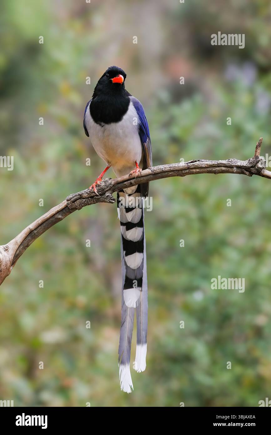 Red-billed Blue Magpie is a species of bird (magpie) in the crow family ...