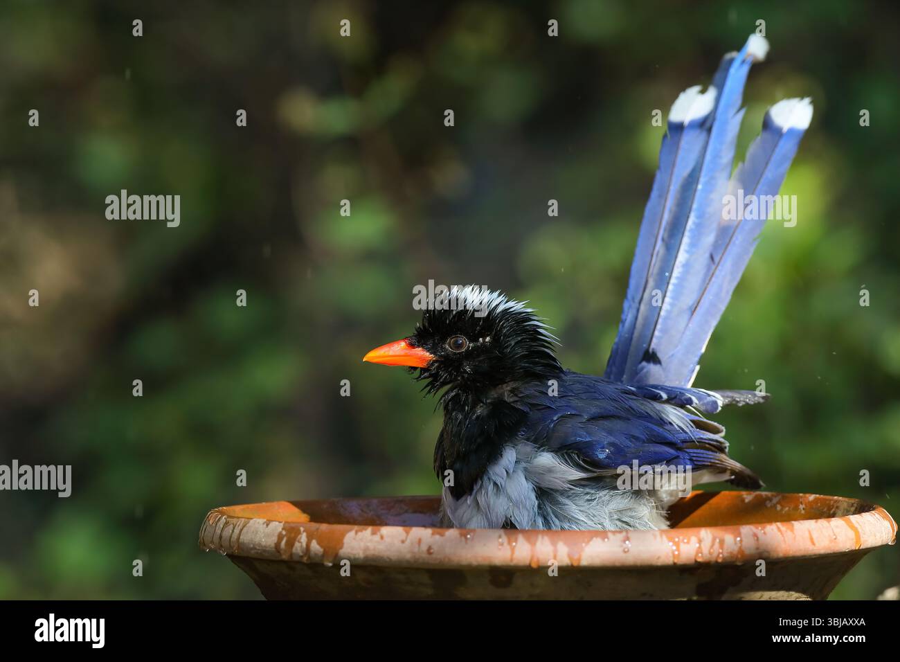 Red-billed Blue Magpie is a species of bird (magpie) in the crow family ...