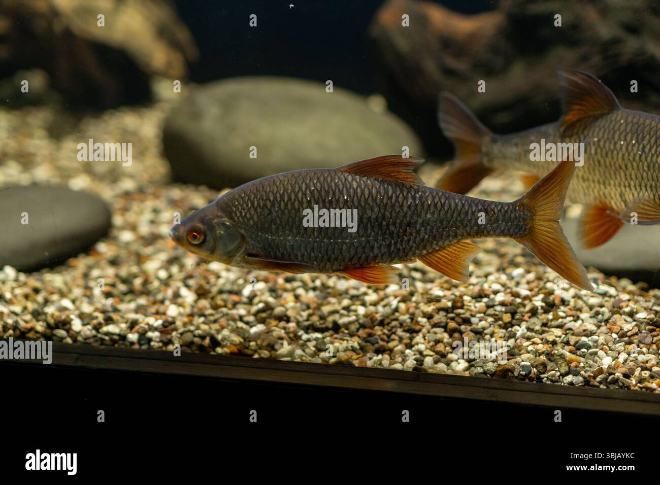 Aquarium Fish Swimming Gracefully Among Pebbles in a Freshwater Tank ...
