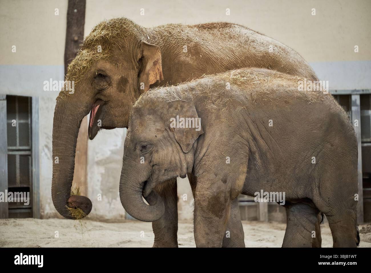 The Asian elephant (Elephas maximus) with baby elephant Stock Photo - Alamy