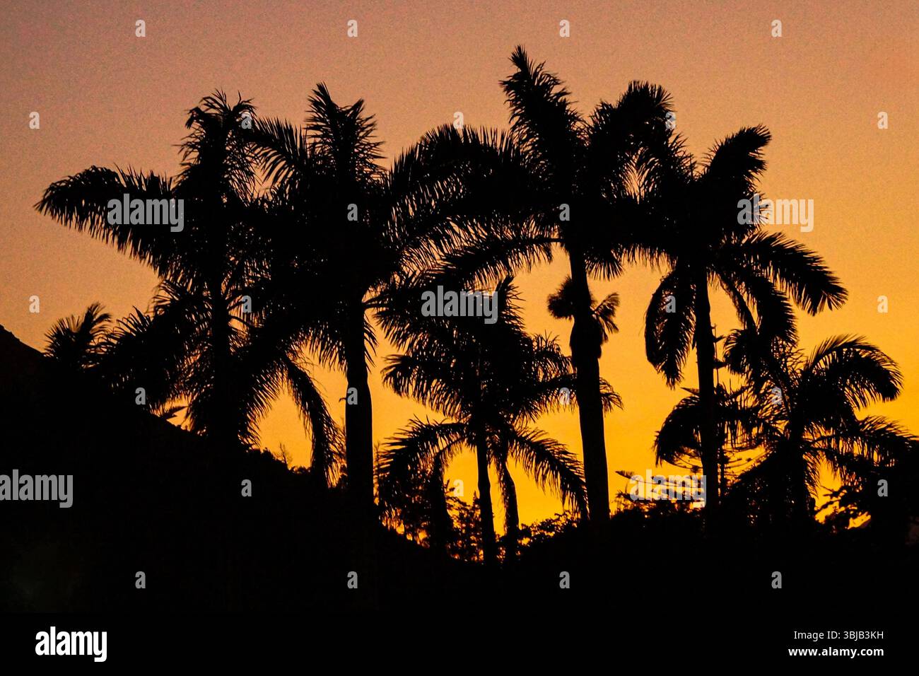 Silhouettes of palm trees at sunset in Chosica, Lima, Peru Stock Photo ...