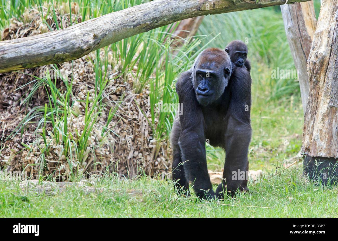 Mother Western Lowland Gorilla carrying her small cute baby on her back ...