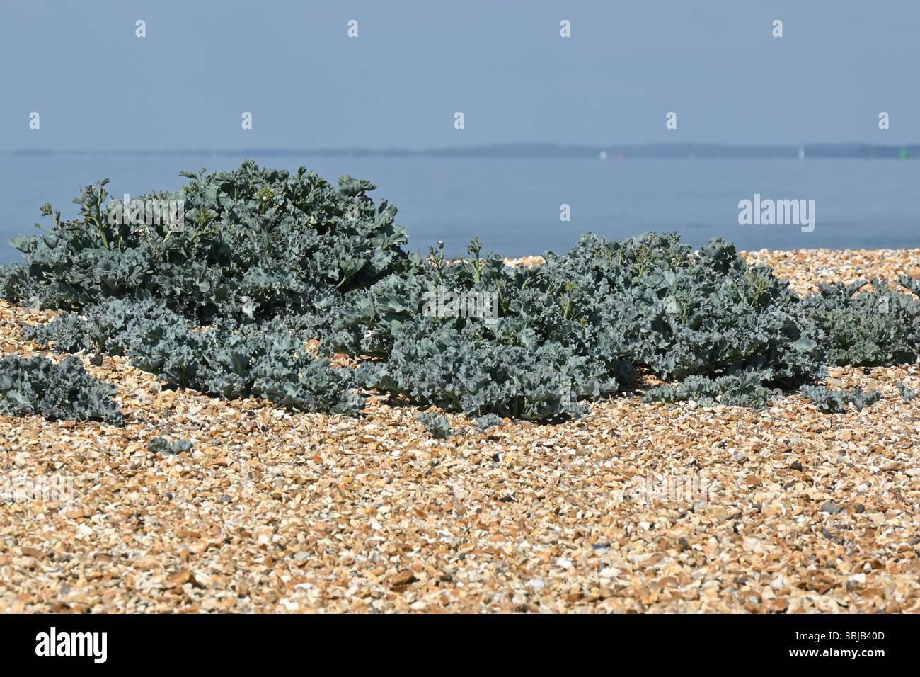 Blue / green foliage of Crambe maritima / sea kale on shingle beach in ...