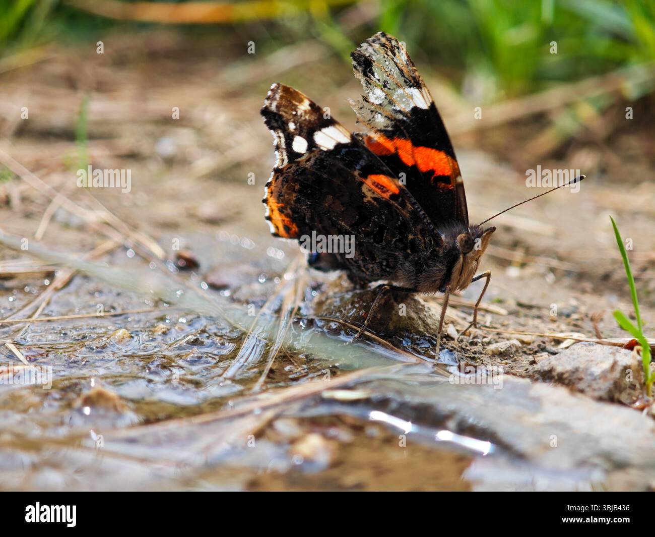 A beautiful butterfly with vibrant orange and black wings is seen ...
