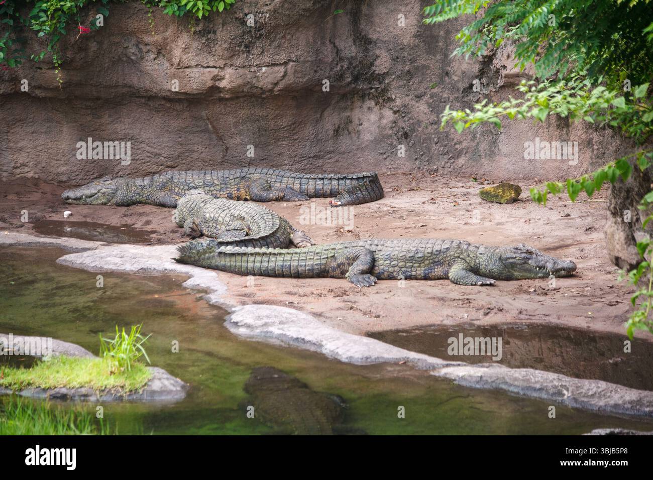 Group of Nile crocodile (Crocodylus niloticus) reptiles in Animal ...