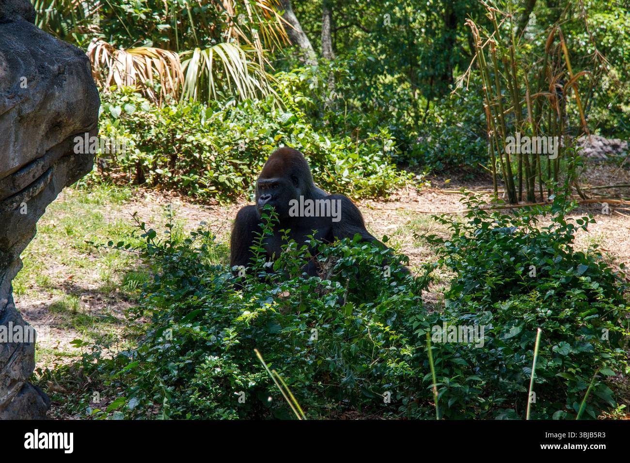 Gorilla ape in Animal Kingdom, Disney World, Bay Lake, Florida, United ...