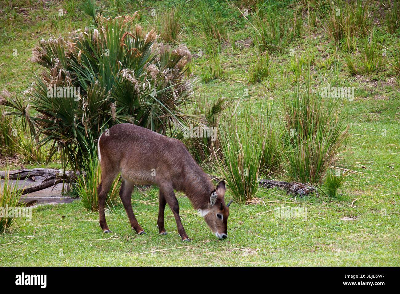 A Waterbuck antelope in Animal Kingdom, Disney World, Bay Lake, Florida ...