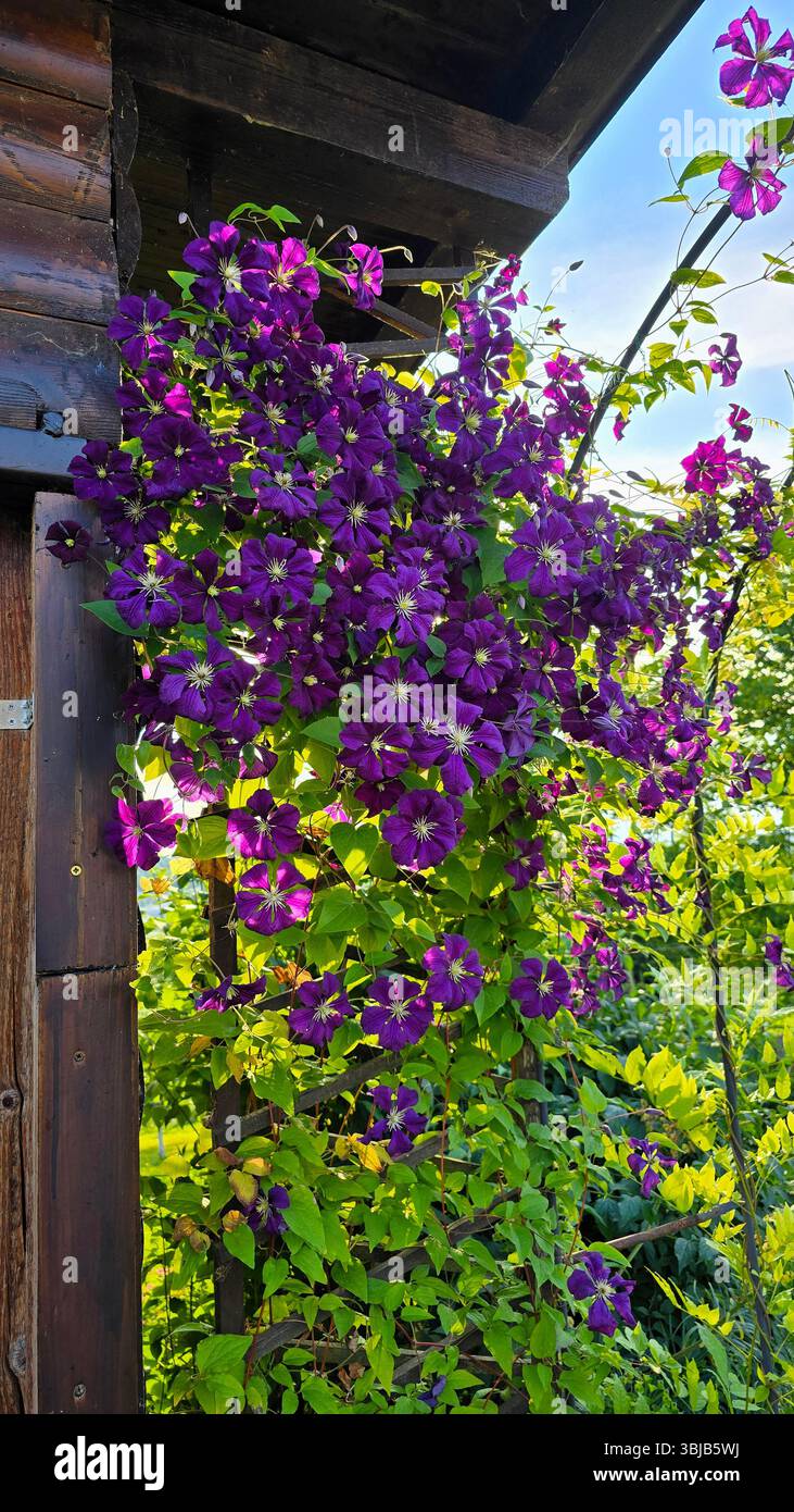 Clematis, a vigorous climbing vine, covers a wooden post and trellis ...