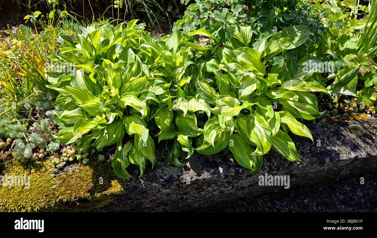 Hosta undulata, also called plantain lily and funkia, forms a dense ...