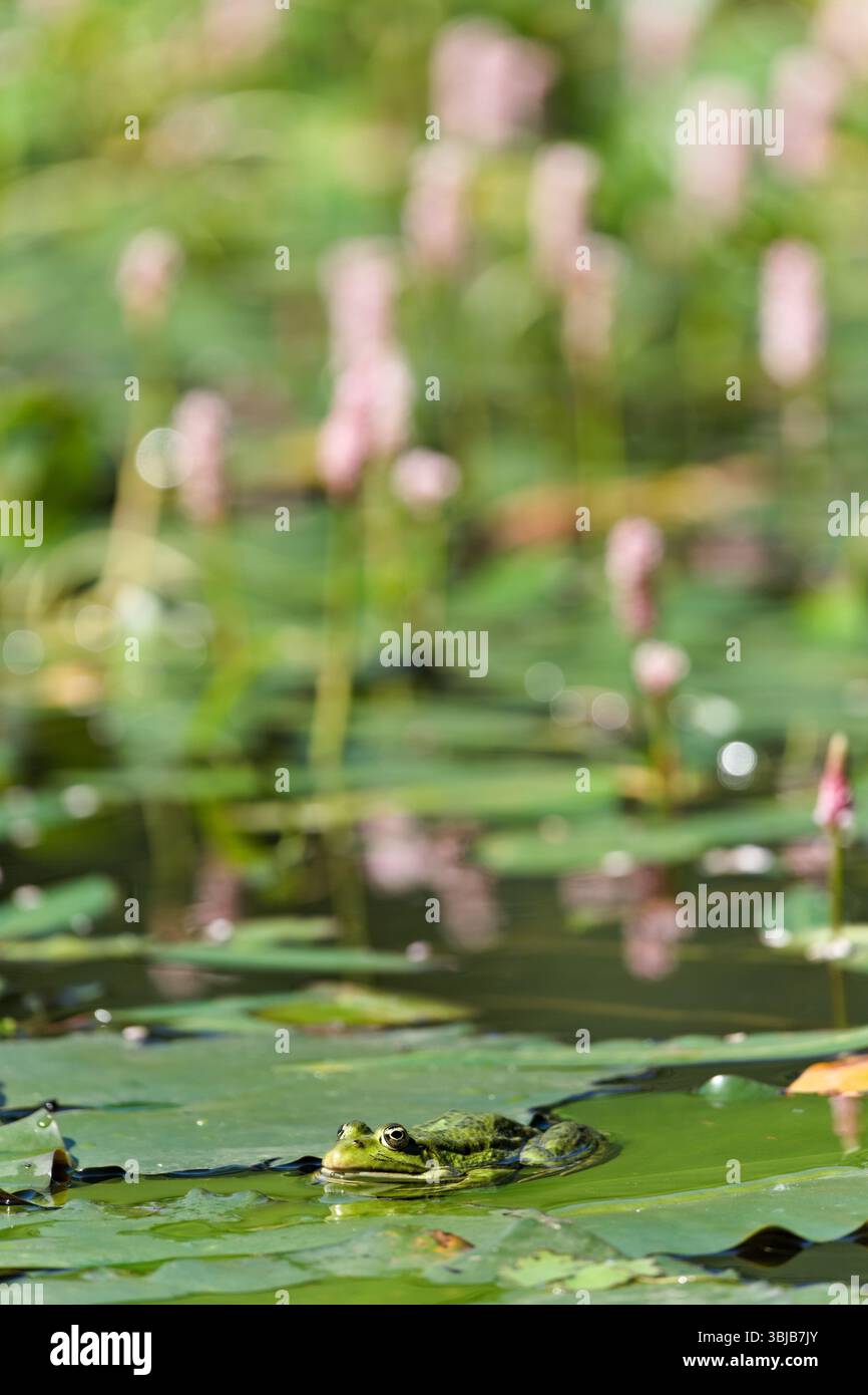 Pelophylax ridibundus aka European marsh frog is resting on the leaf of ...
