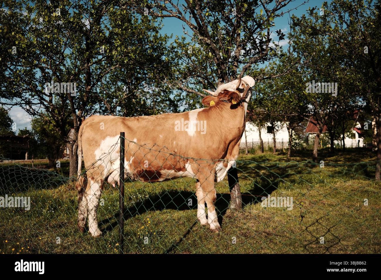 Light brown cow reaching up to a tree branch in a Serbian farm orchard ...