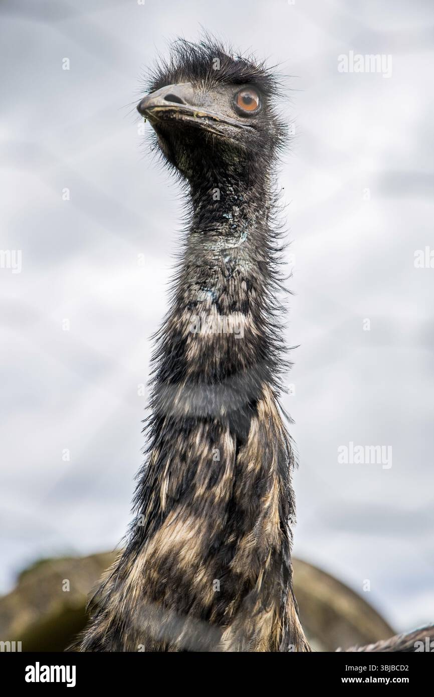 High resolution image capturing the detailed features of an ostrich's ...