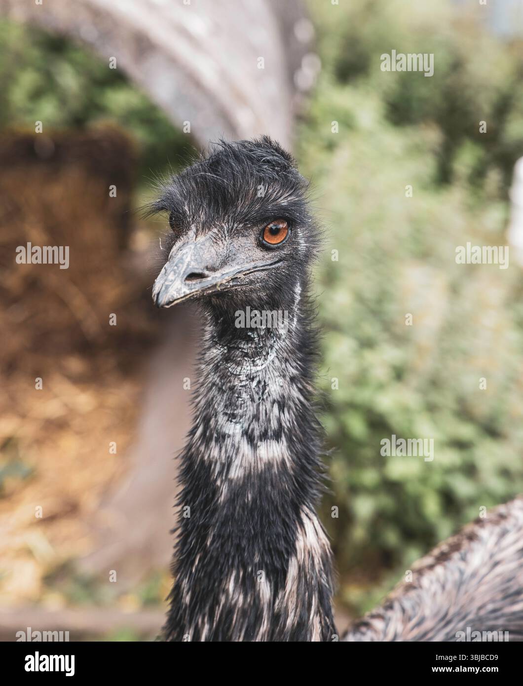 High resolution image capturing the detailed features of an ostrich's ...