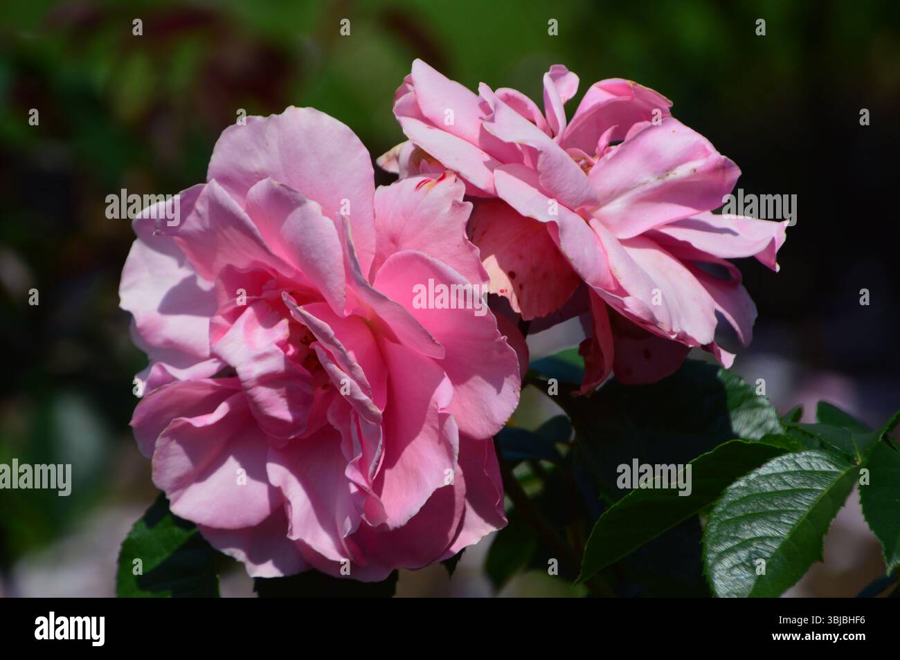 Two pink roses with the label “You are beautiful,” captured in bloom at ...