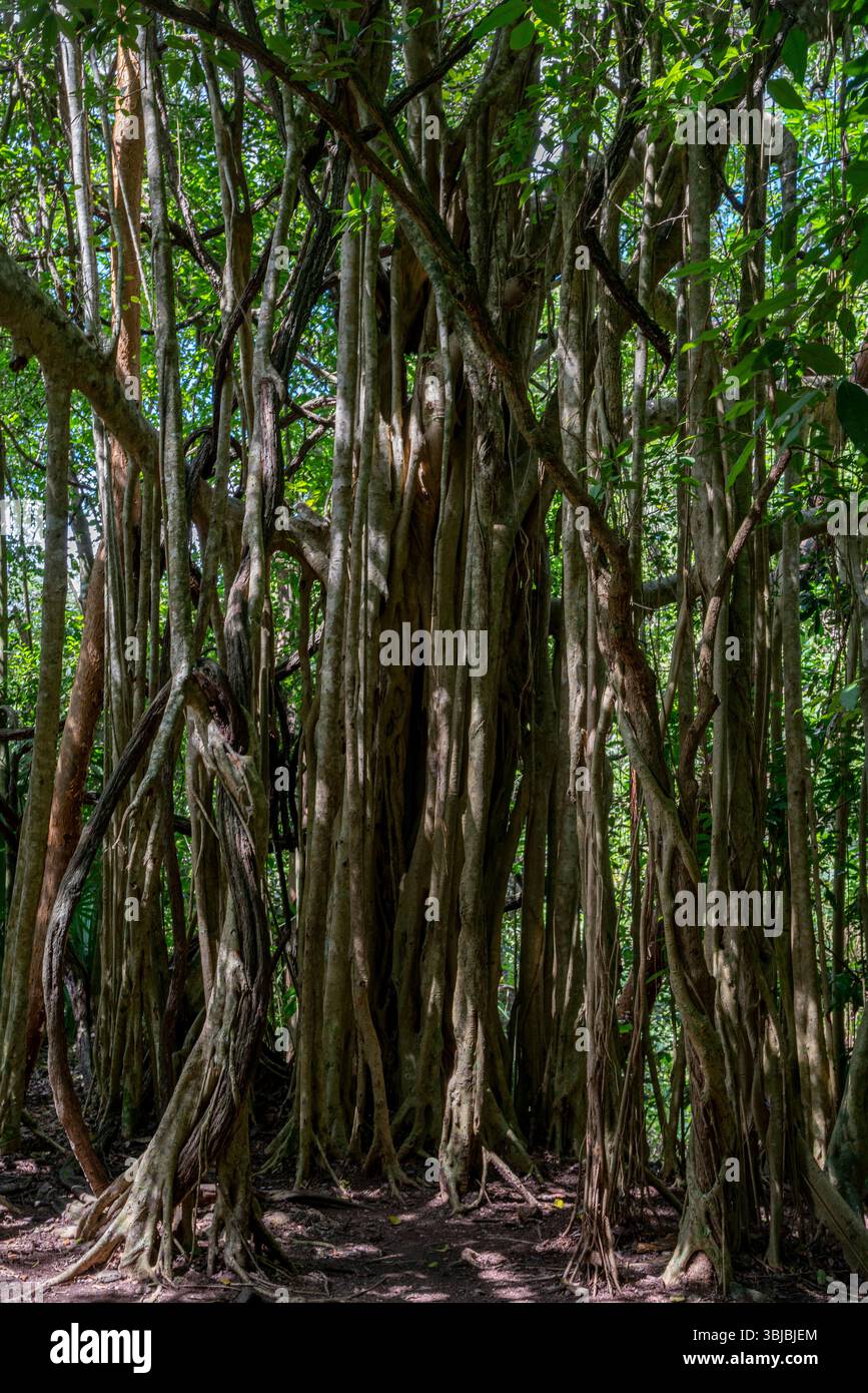 Dense tropical jungle vegetation with tall trees and lush green canopy ...