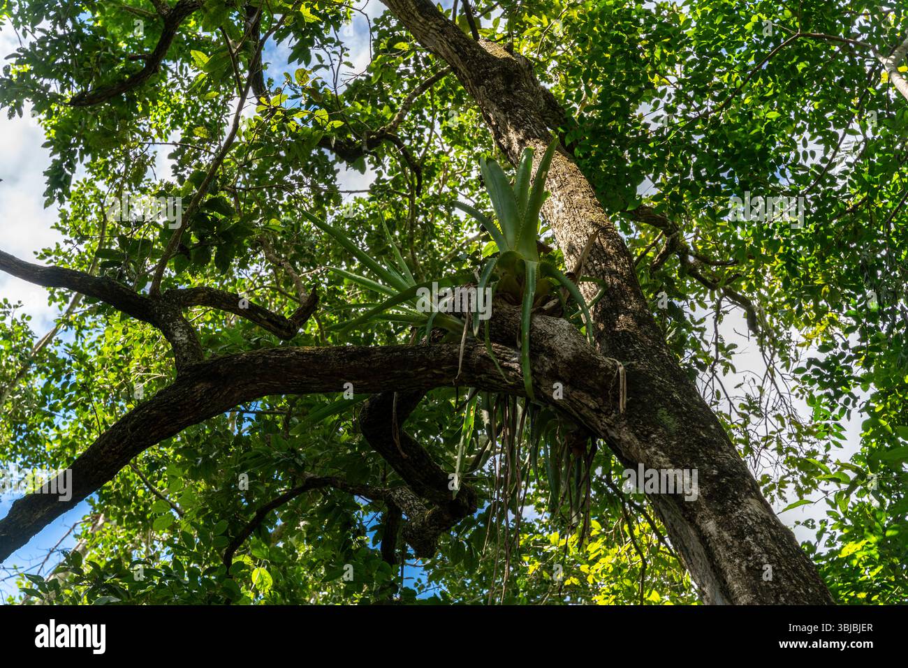 Large leafy jungle tree with lush ferns and epiphytes in sunlight at ...