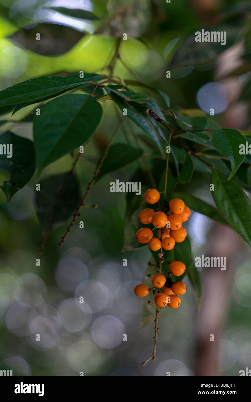 Orange tropical fruits hang from green leafy branch in the jungle ...