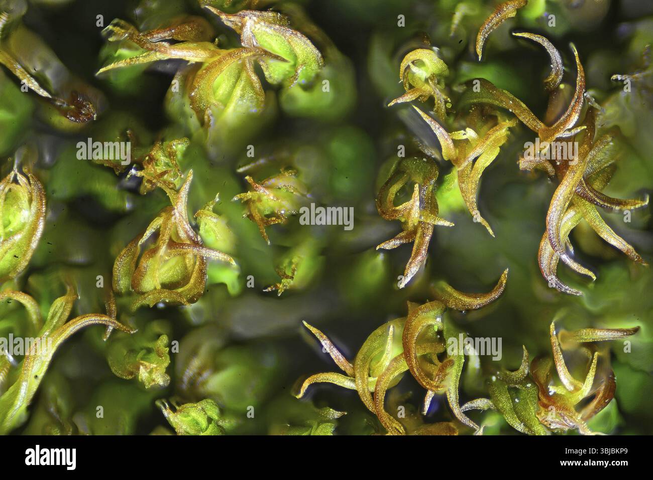 Forest moss under microscope. Microscopic world Stock Photo - Alamy