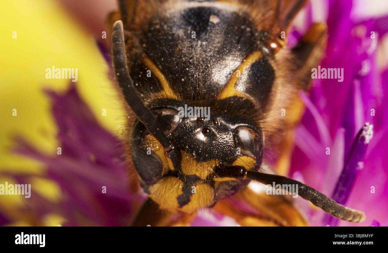 Macro view of European paper wasp. Polistes nimpha Stock Photo - Alamy