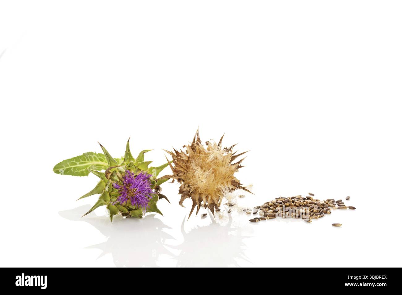 Fresh and dried Milk Thistle flowers with seeds. Isolated on white ...