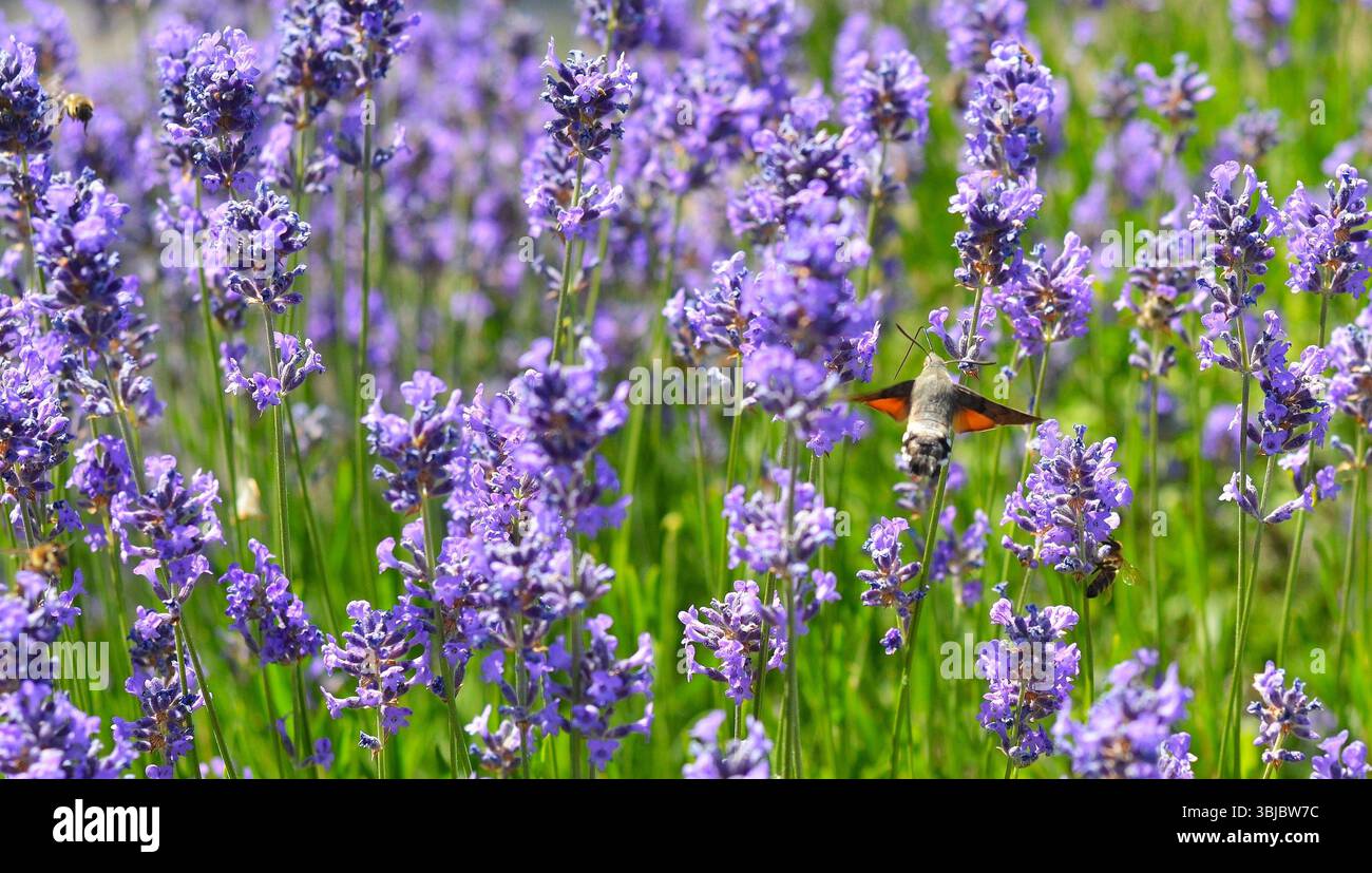 Hummingbird hawk-moth (Macroglossum stellatarum) and Bees,Blue Levander ...