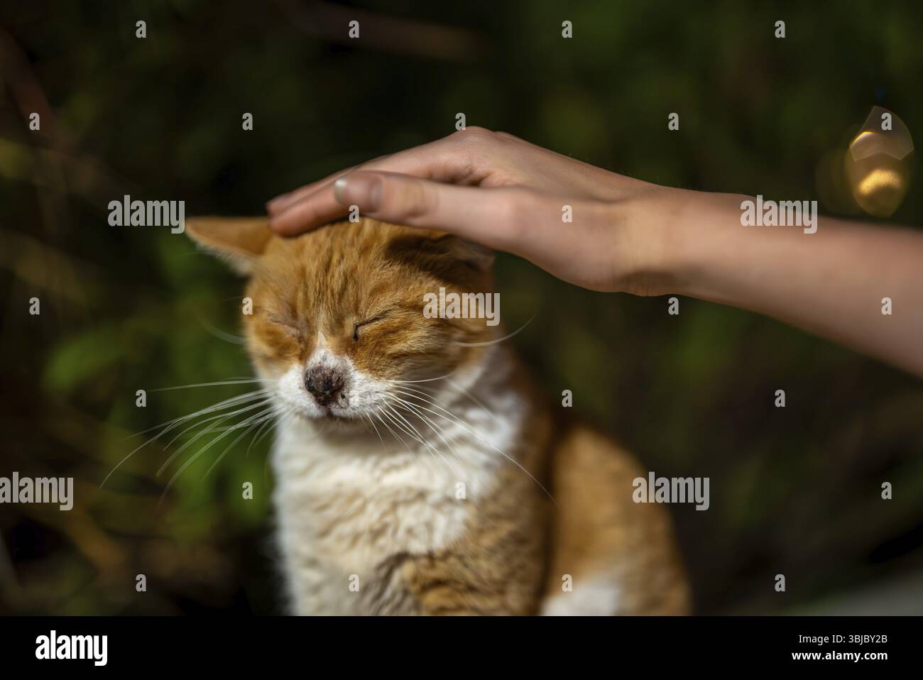 A cat with a skinned nose on the street Stock Photo - Alamy