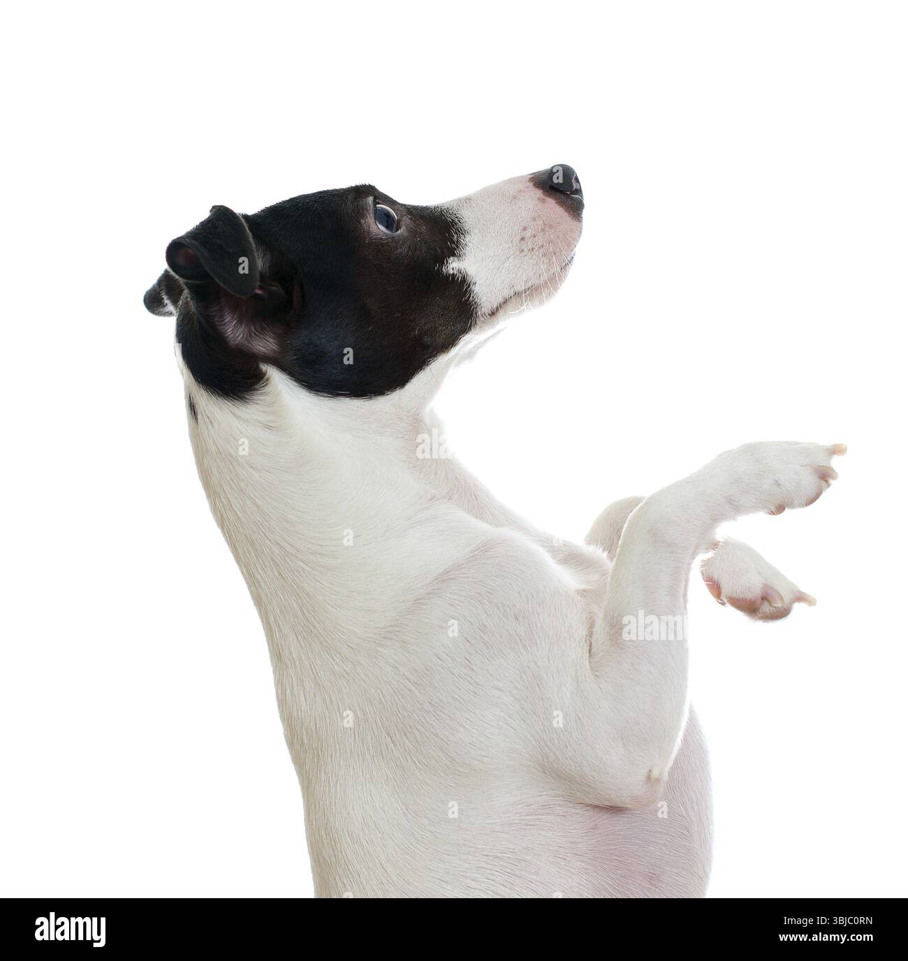 Standing jack russel terrier side view. Isolated on white Stock Photo ...